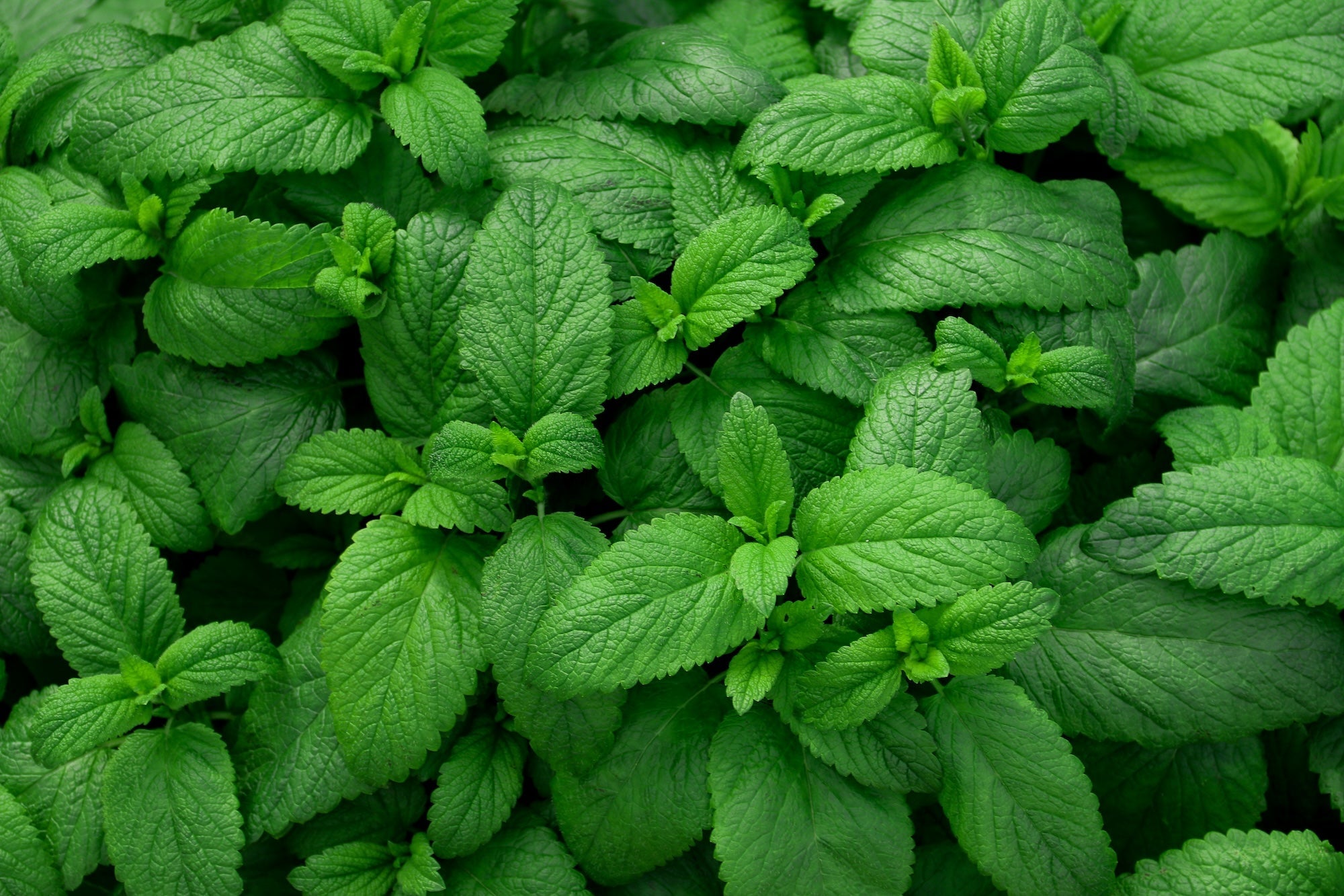 How to Make Peppermint Tea: A Fresh and Soothing Recipe – Magic Hour