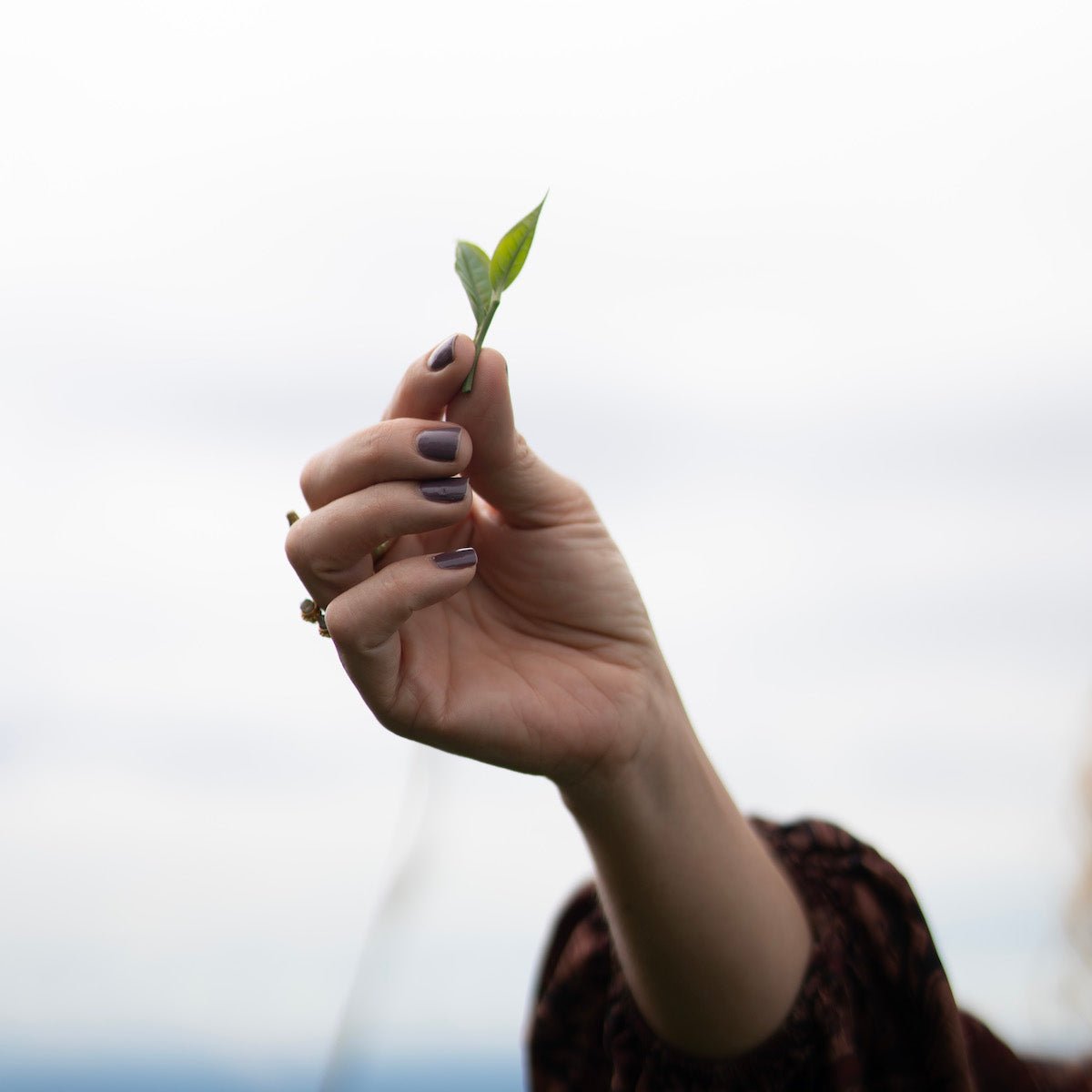 Iced Oolong Tea: Recipe and Tricks for a Flavorful Cold Brew – Magic Hour