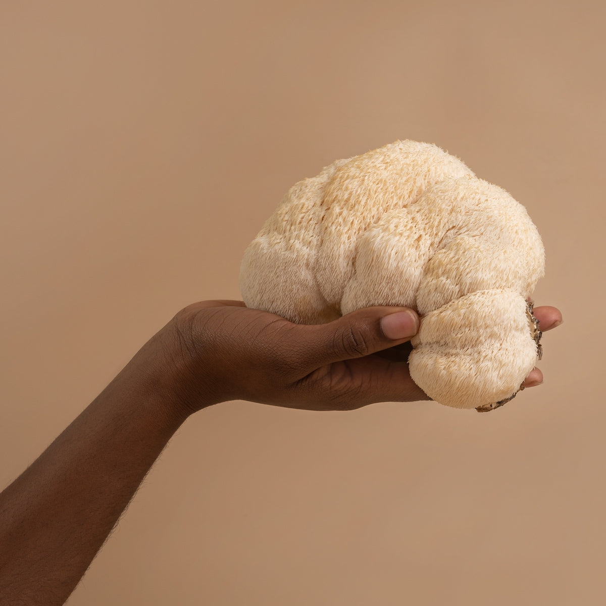 Black Tea | Leo Blend | Queen of Courage Tea of the Sun | Magic Hour Tea