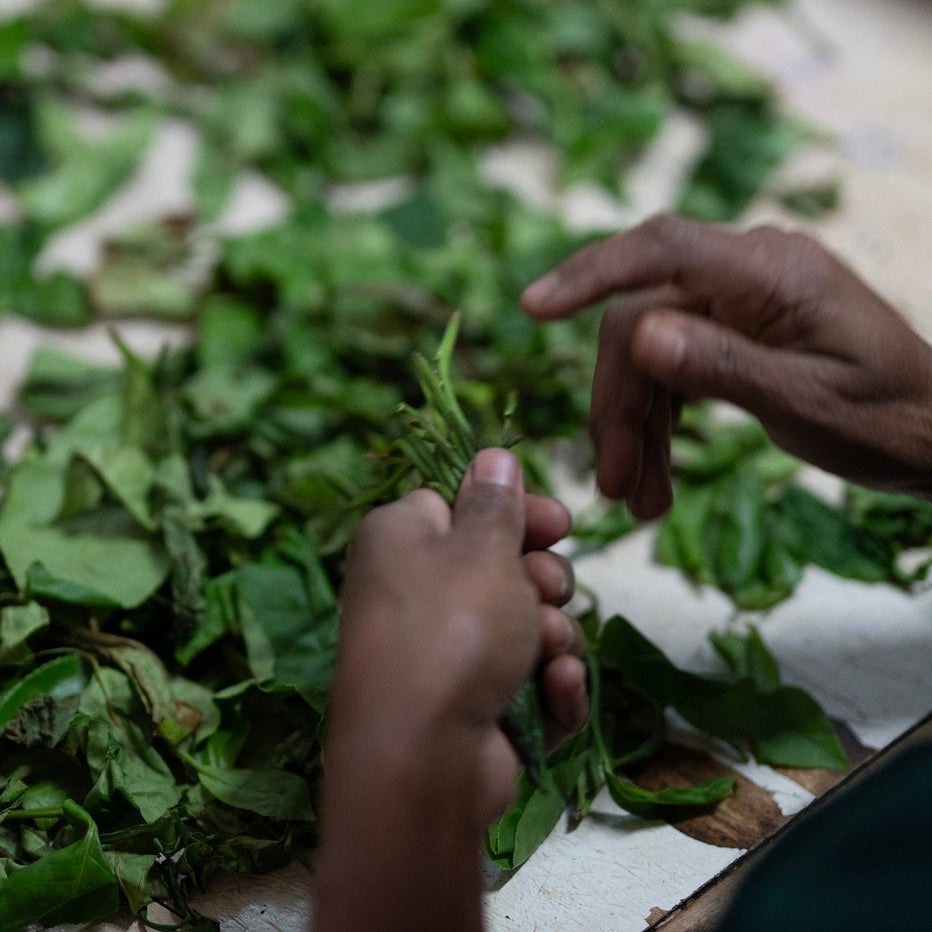 Biodynamic Handmade Rare Blink Bonnie Tea – Magic Hour