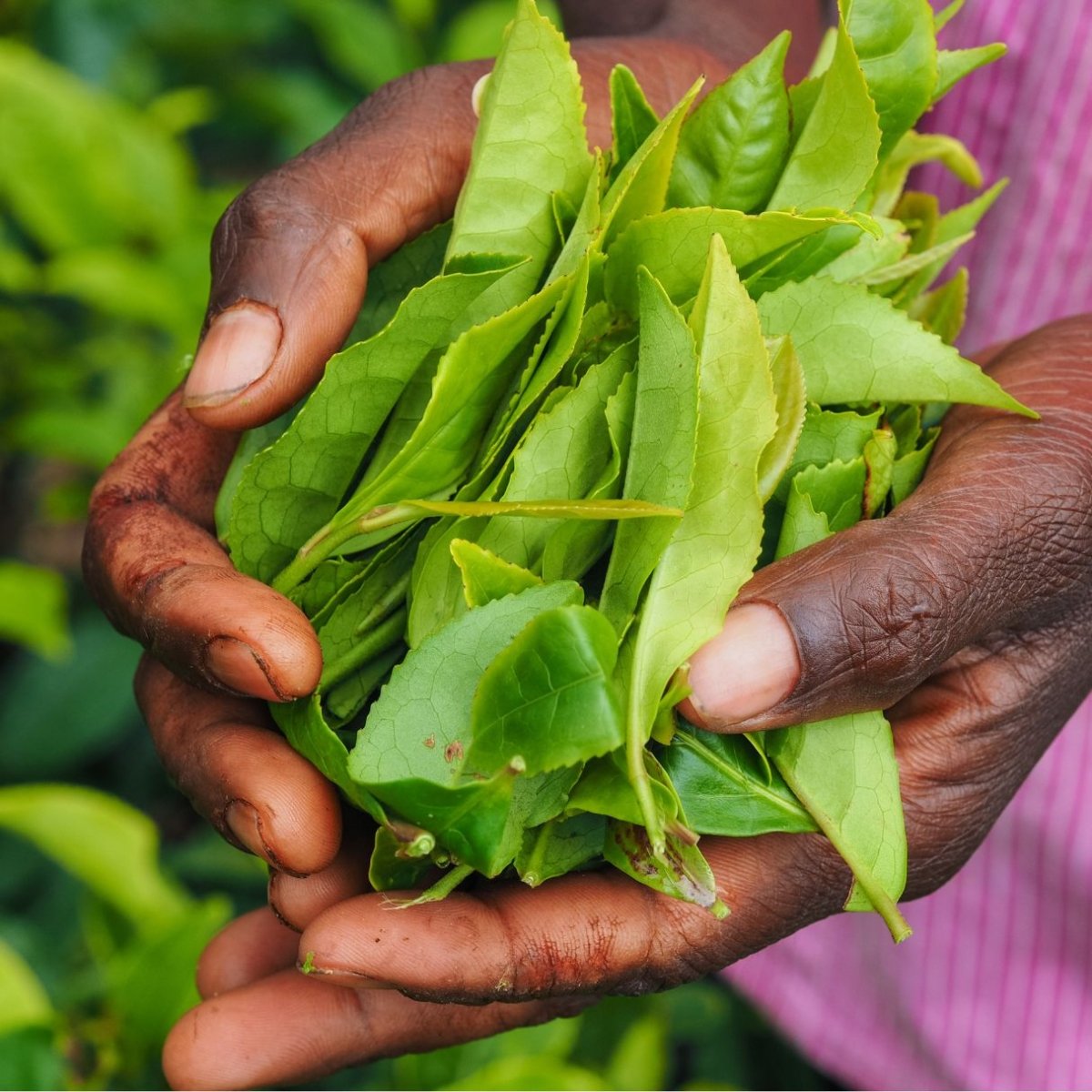 Ceylon Biodynamic Green Tea | Clubmagichour.com – Magic Hour